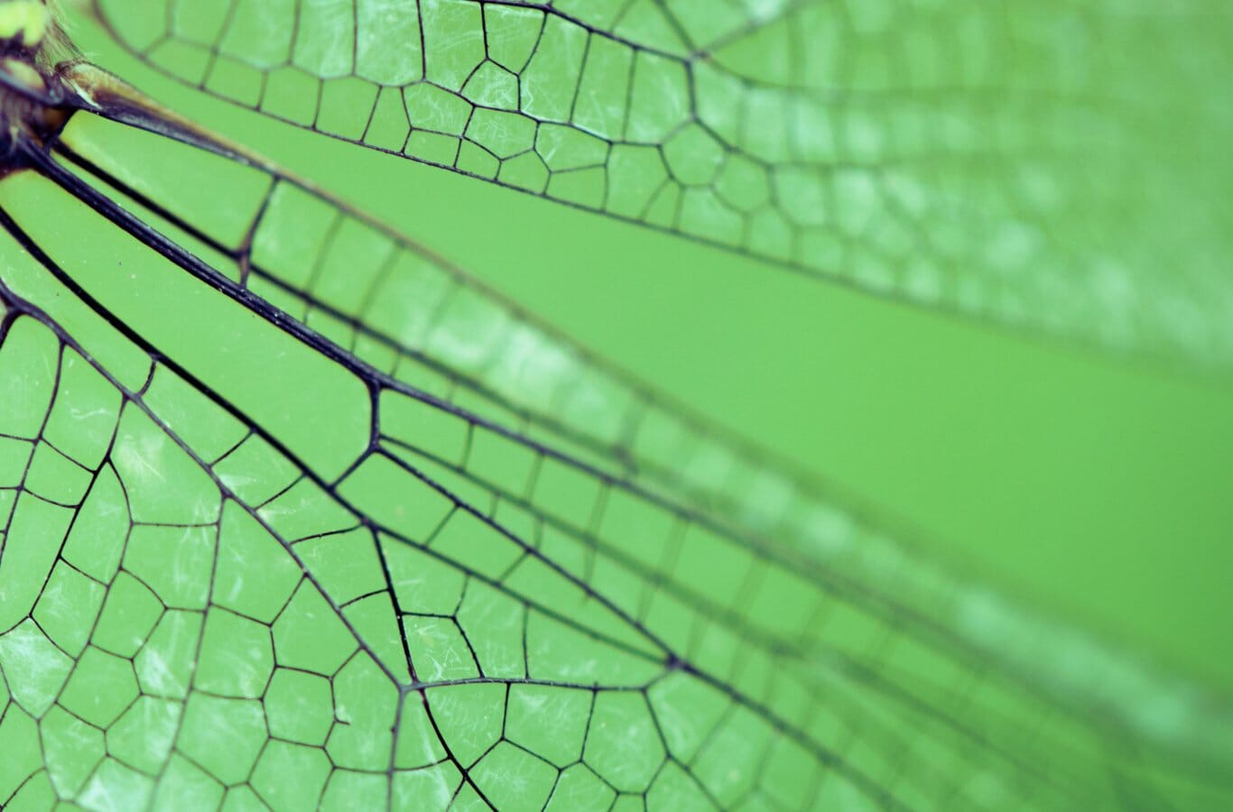 TerrorismTracker | Dragonfly Intelligence