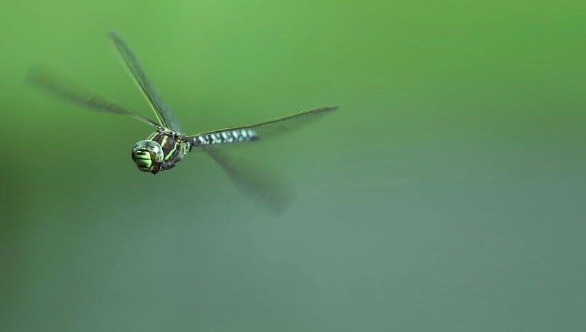 About Us | Dragonfly Intelligence