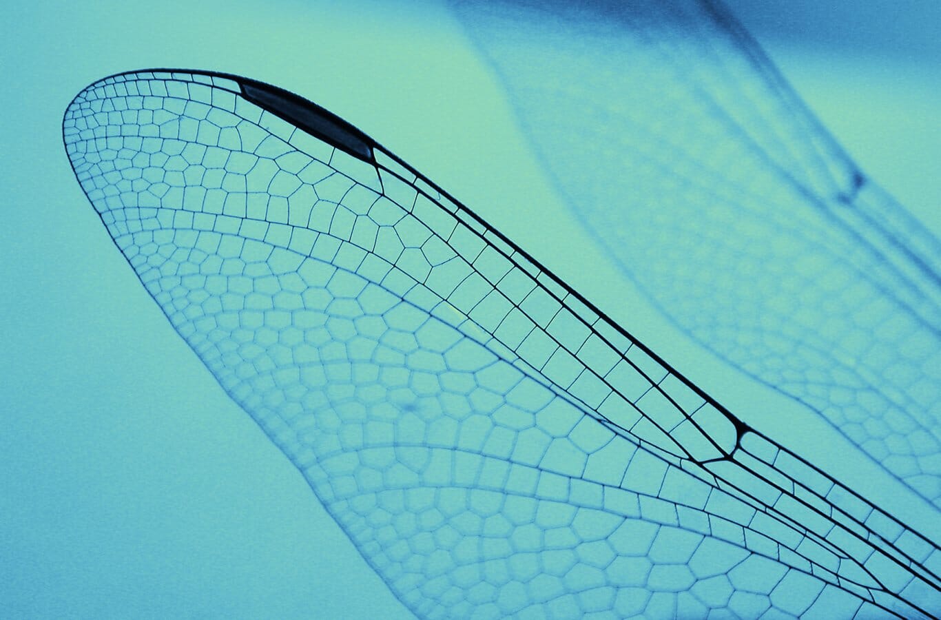 TerrorismTracker | Dragonfly Intelligence