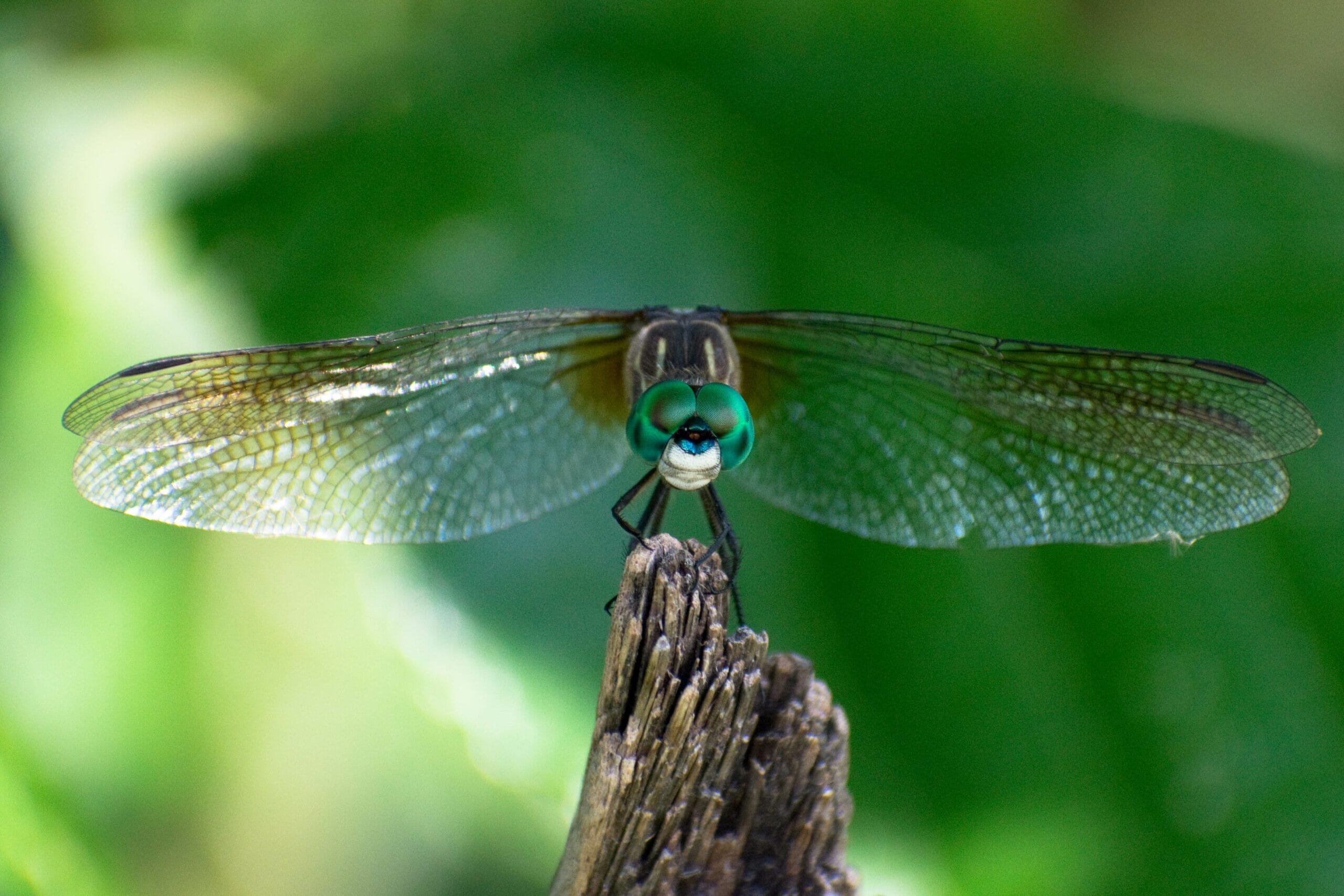 The Risk Advisory Group launches specialist security intelligence services firm Dragonfly ...