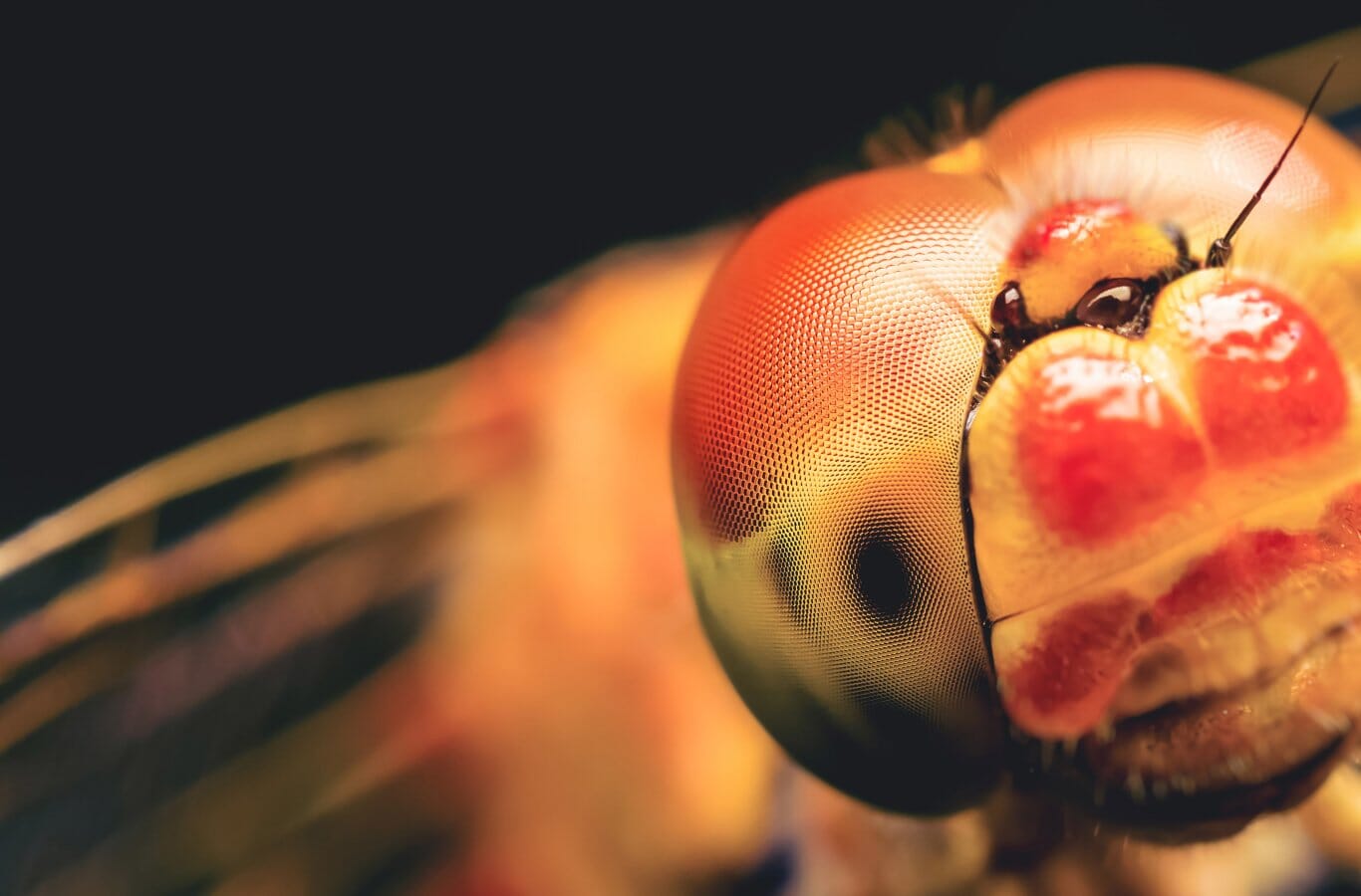 Systems & Solutions | Dragonfly Intelligence