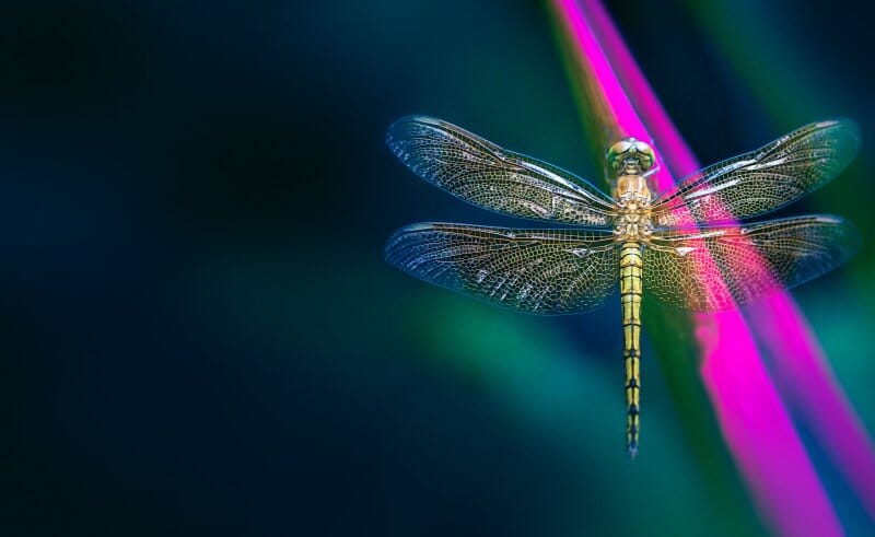 Our Partners - Creating Value | Dragonfly Intelligence