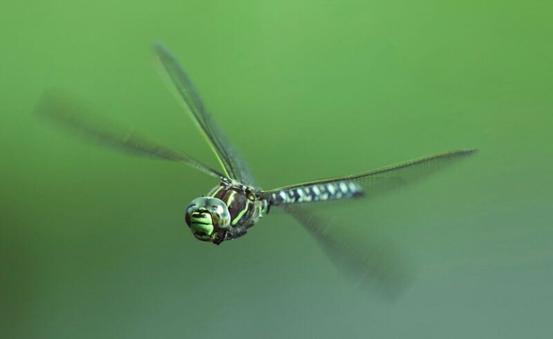 Dragonfly Overview | Dragonfly Intelligence