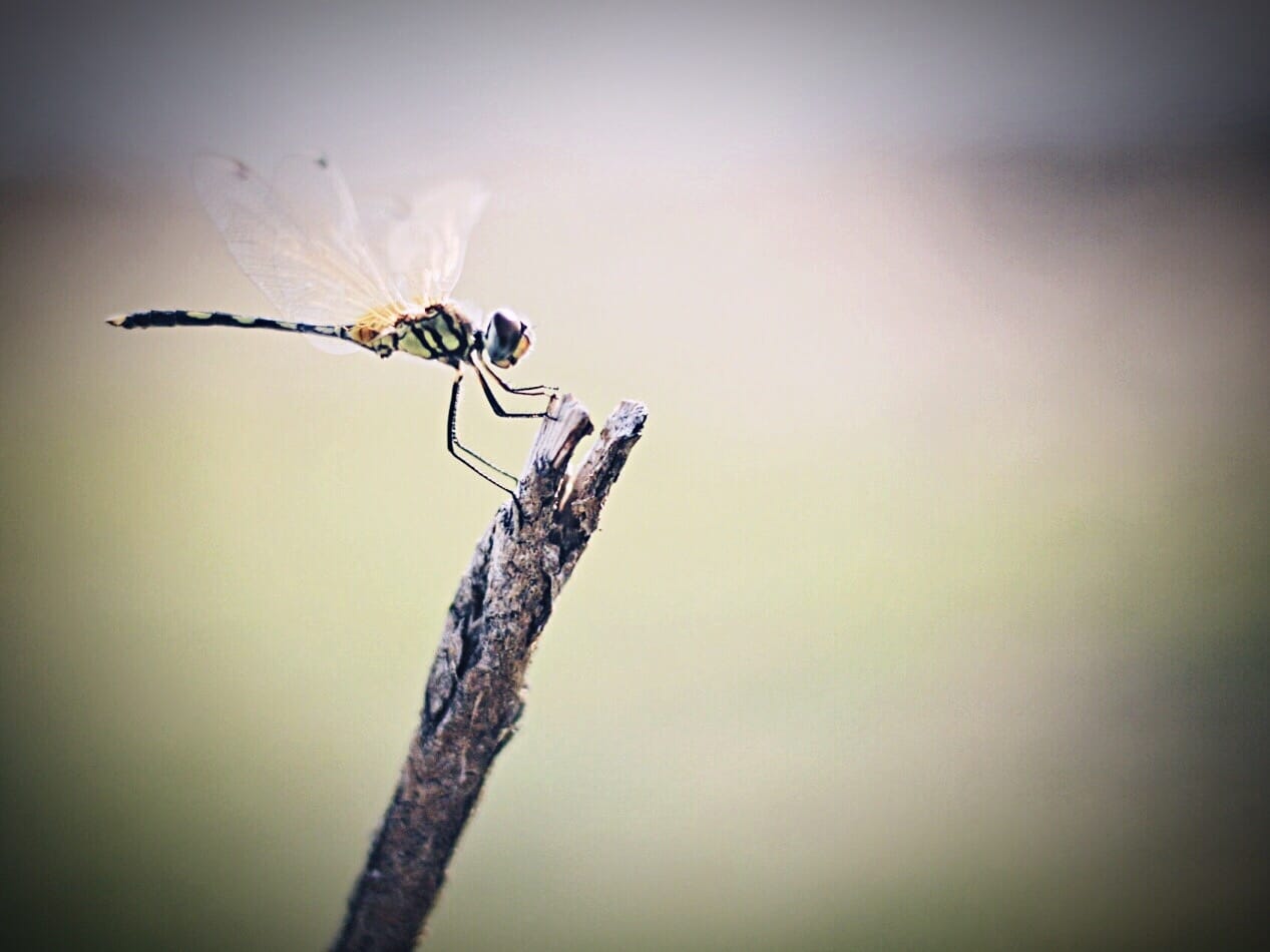 About Us | Dragonfly Intelligence